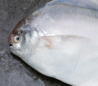 Fresh White Pomfret 400/500g – Port65 Seafood Store